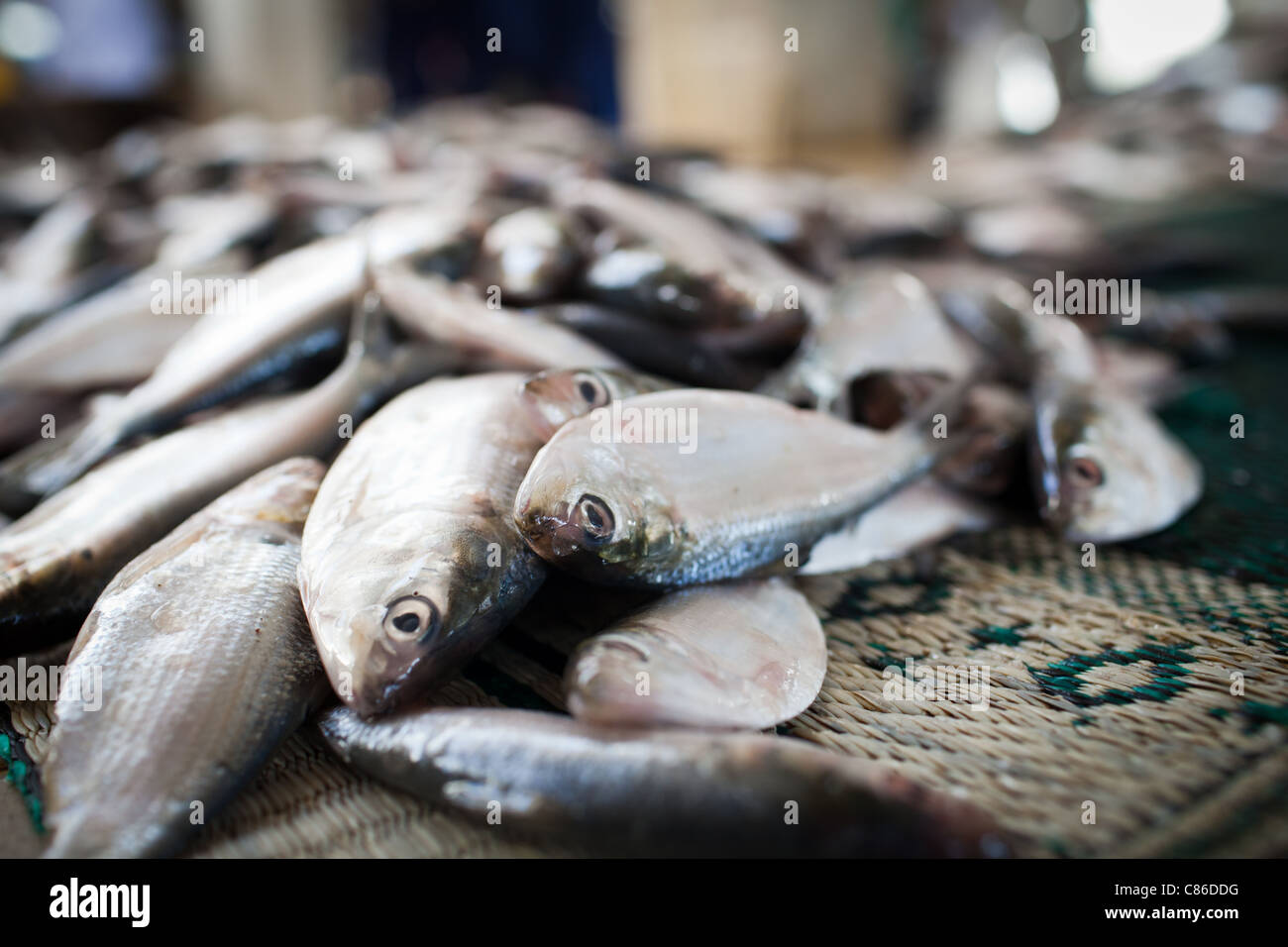 Close up of fish on display in a fish market (Muscat, Oman Stock Photo ...