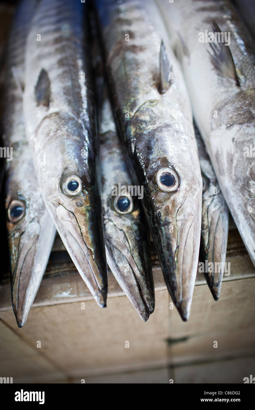 Close up of fish on display in a fish market (Muscat, Oman Stock Photo ...