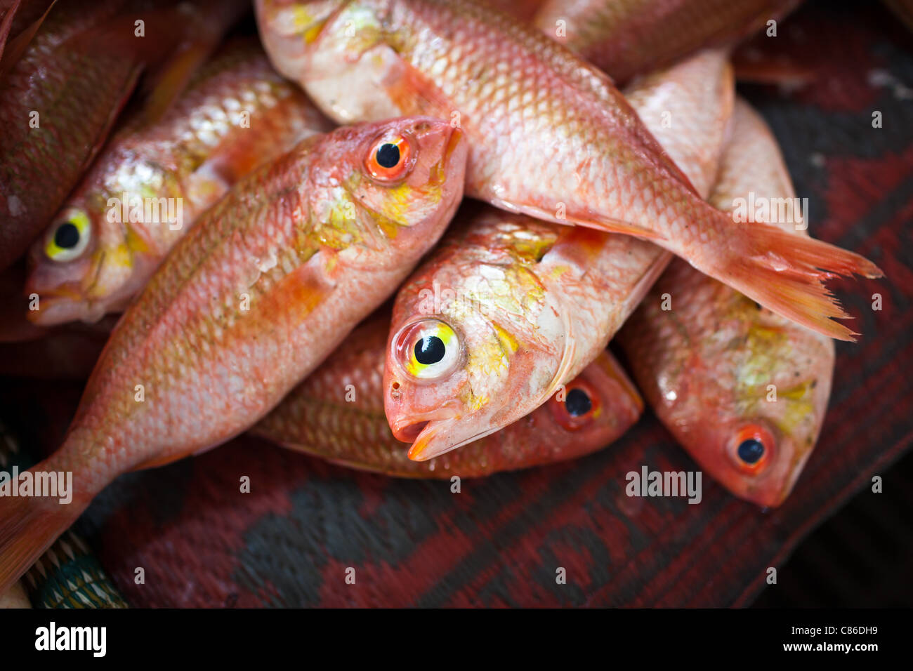 Close up of fish on display in a fish market (Muscat, Oman Stock Photo ...