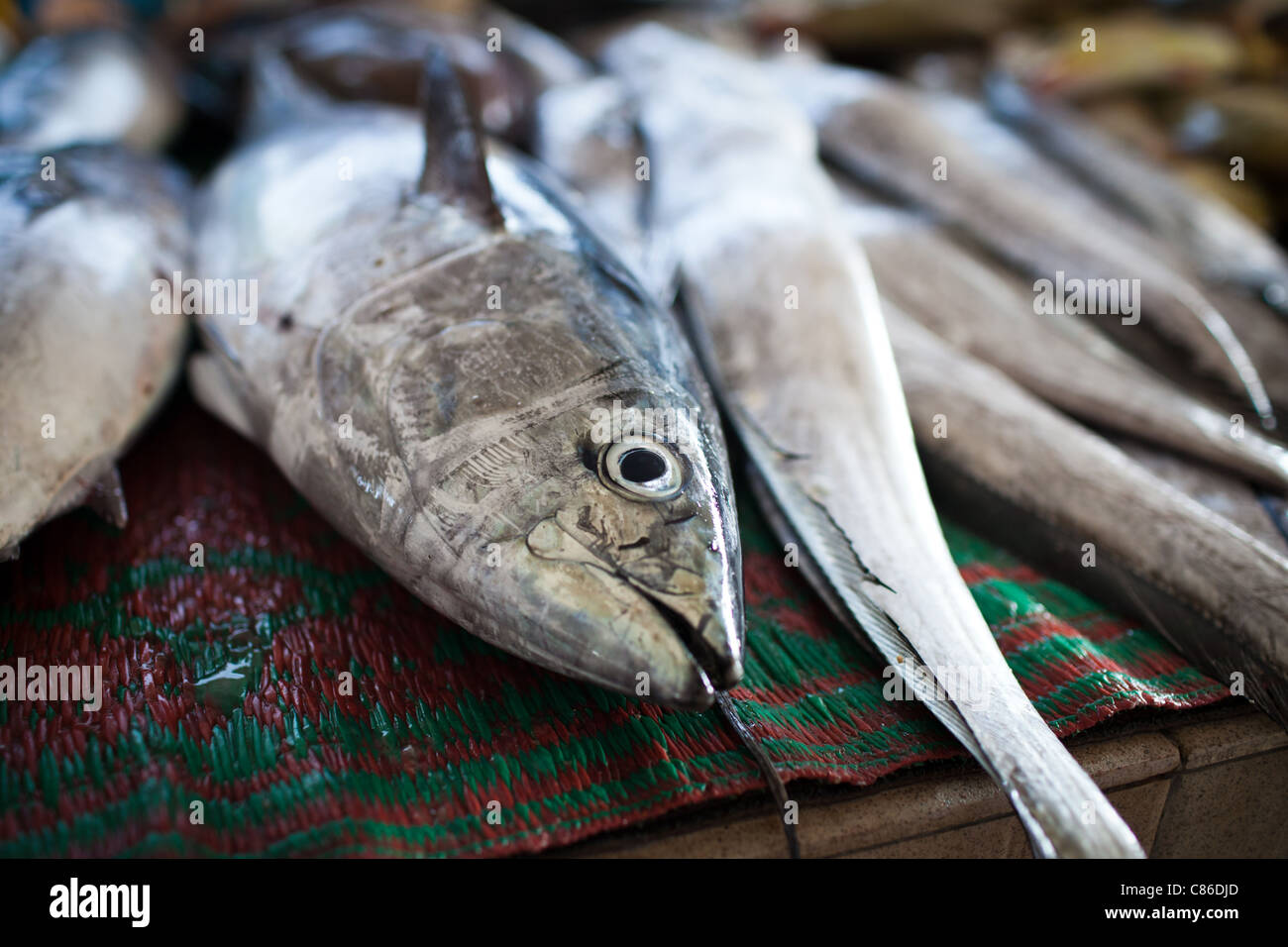 Close up of fish on display in a fish market (Muscat, Oman Stock Photo ...