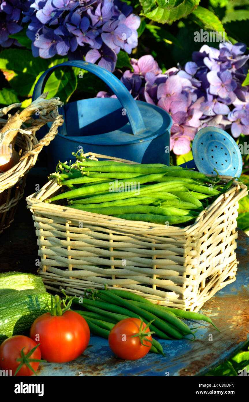Fresh green beans (phaseolus vulgaris) on the garden table Stock Photo ...