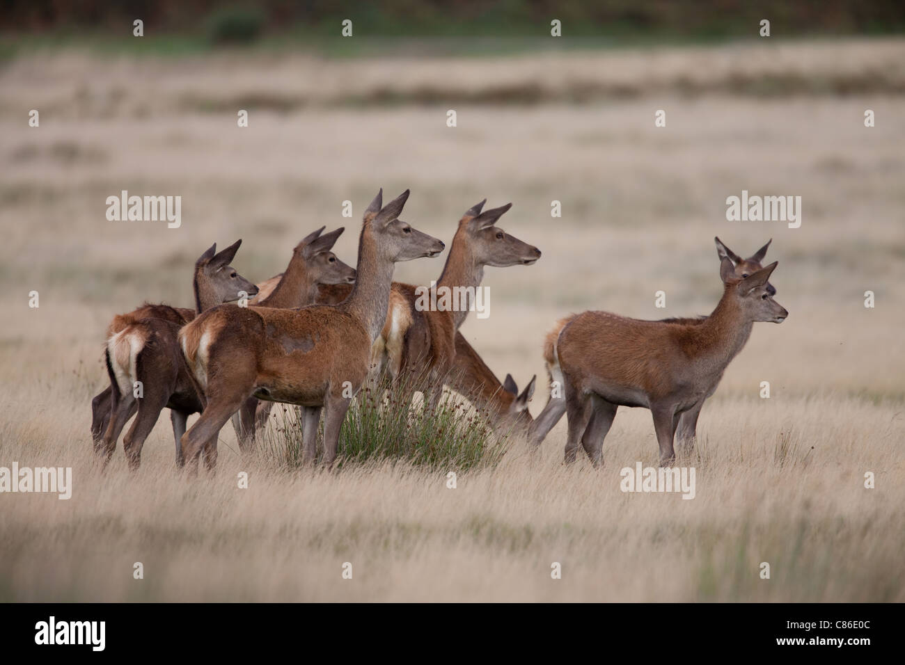 Red Deer hinds in open parklands Stock Photo - Alamy