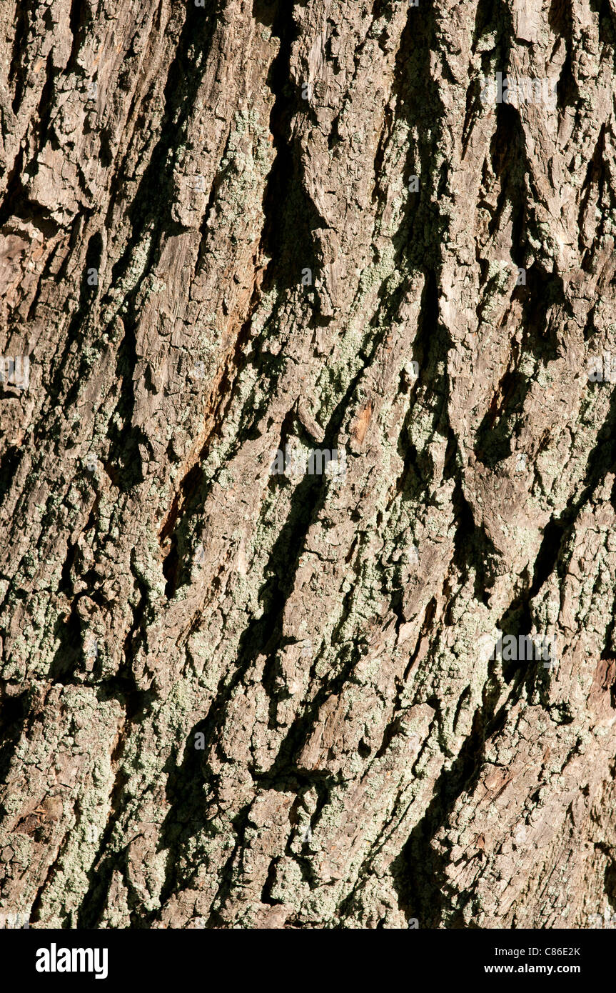 Tough bark hi-res stock photography and images - Alamy