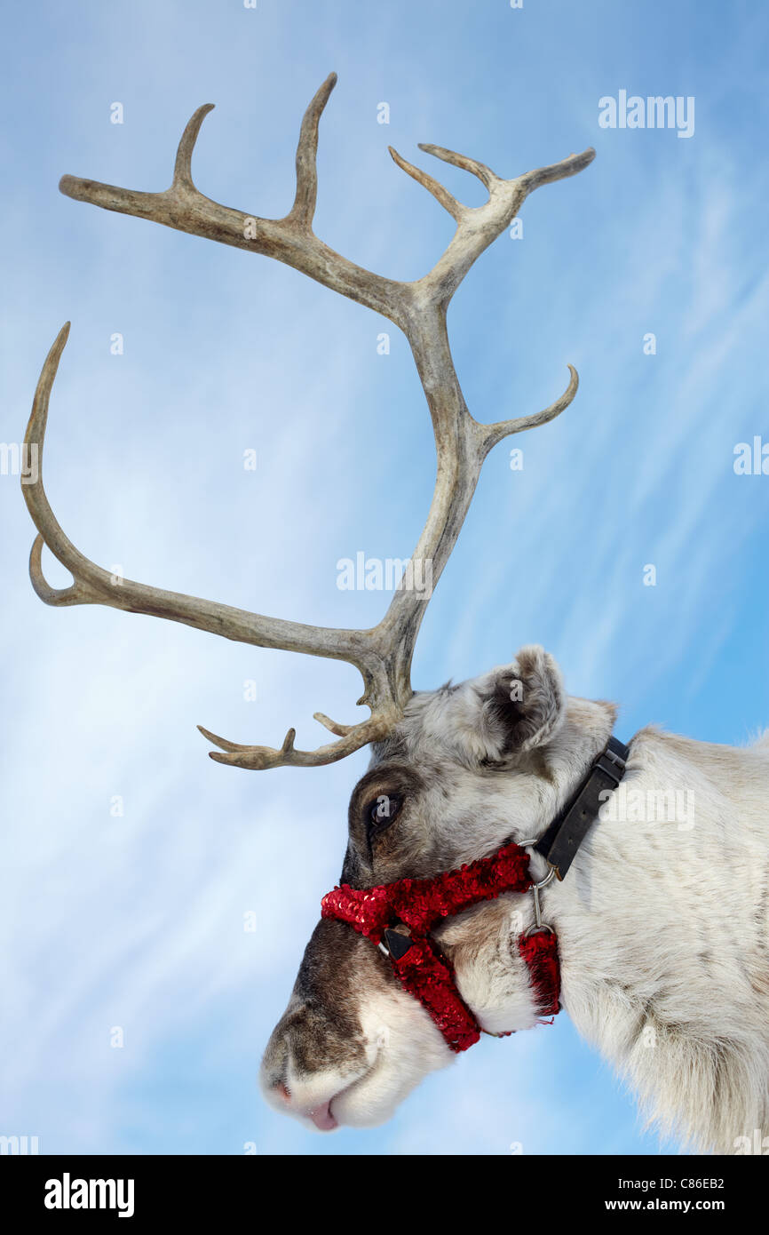 Moose muzzle hi-res stock photography and images - Alamy