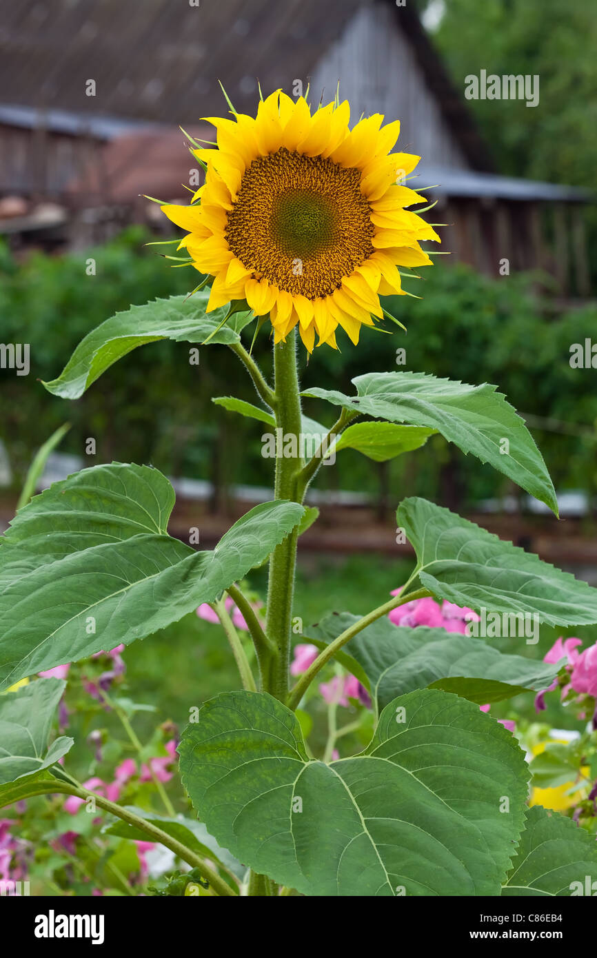 Beautiful blooming sunflowers hi-res stock photography and images - Alamy
