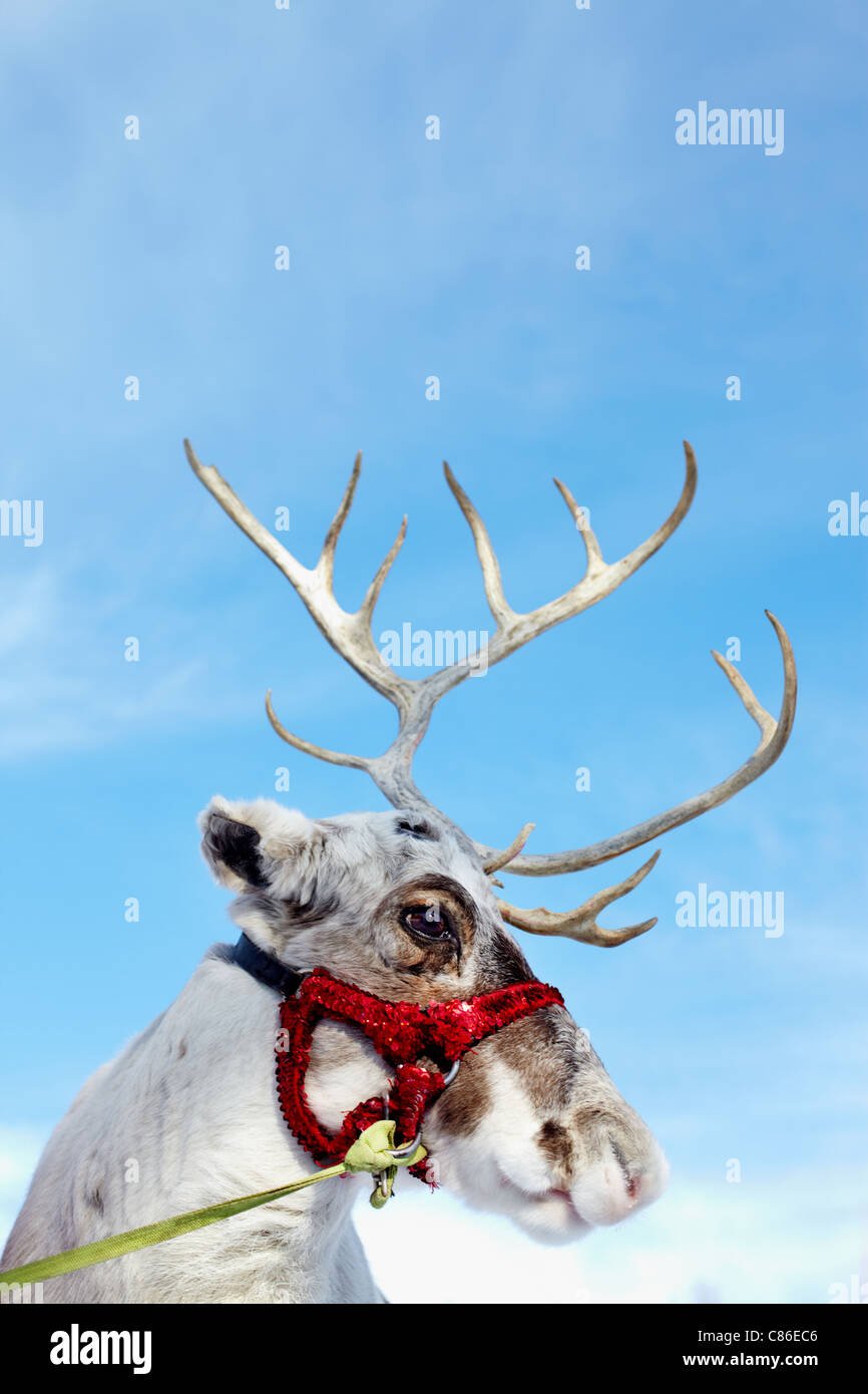 Santa reindeers sky hi-res stock photography and images - Alamy