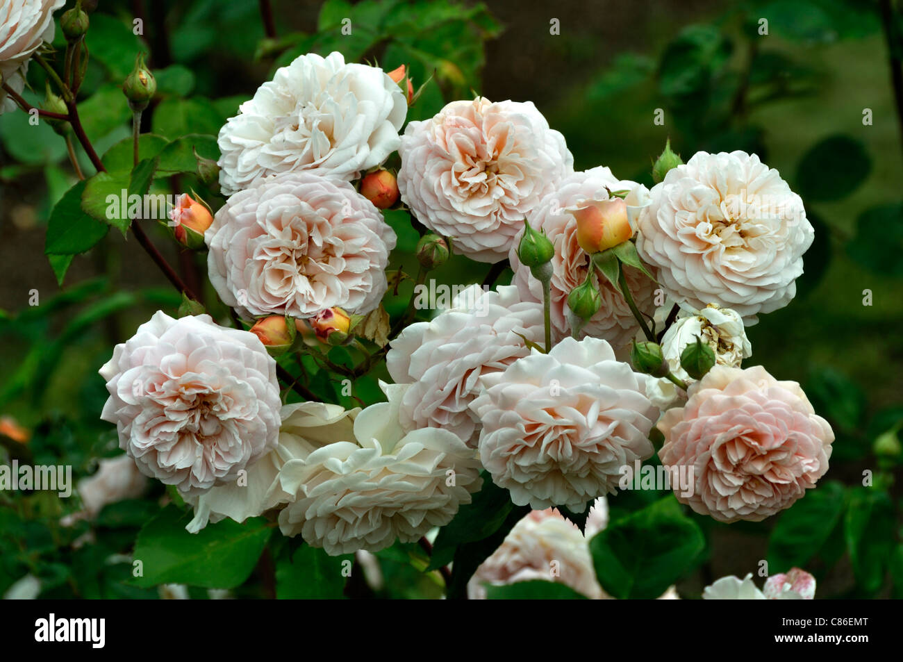 Roses, rosa Leander (Austin, 1982 Stock Photo - Alamy