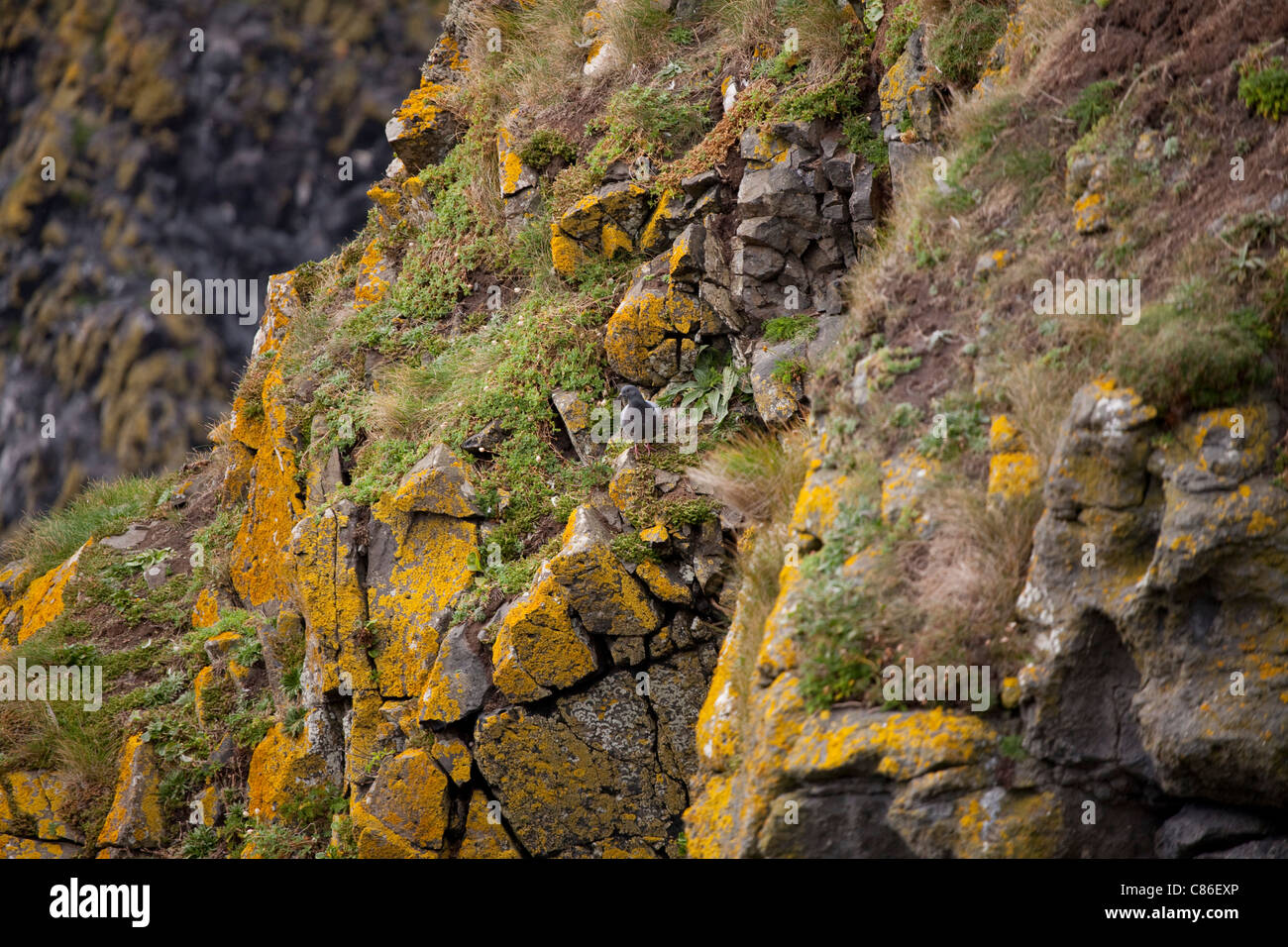 Colourful moss on rocks in Ireland Stock Photo - Alamy