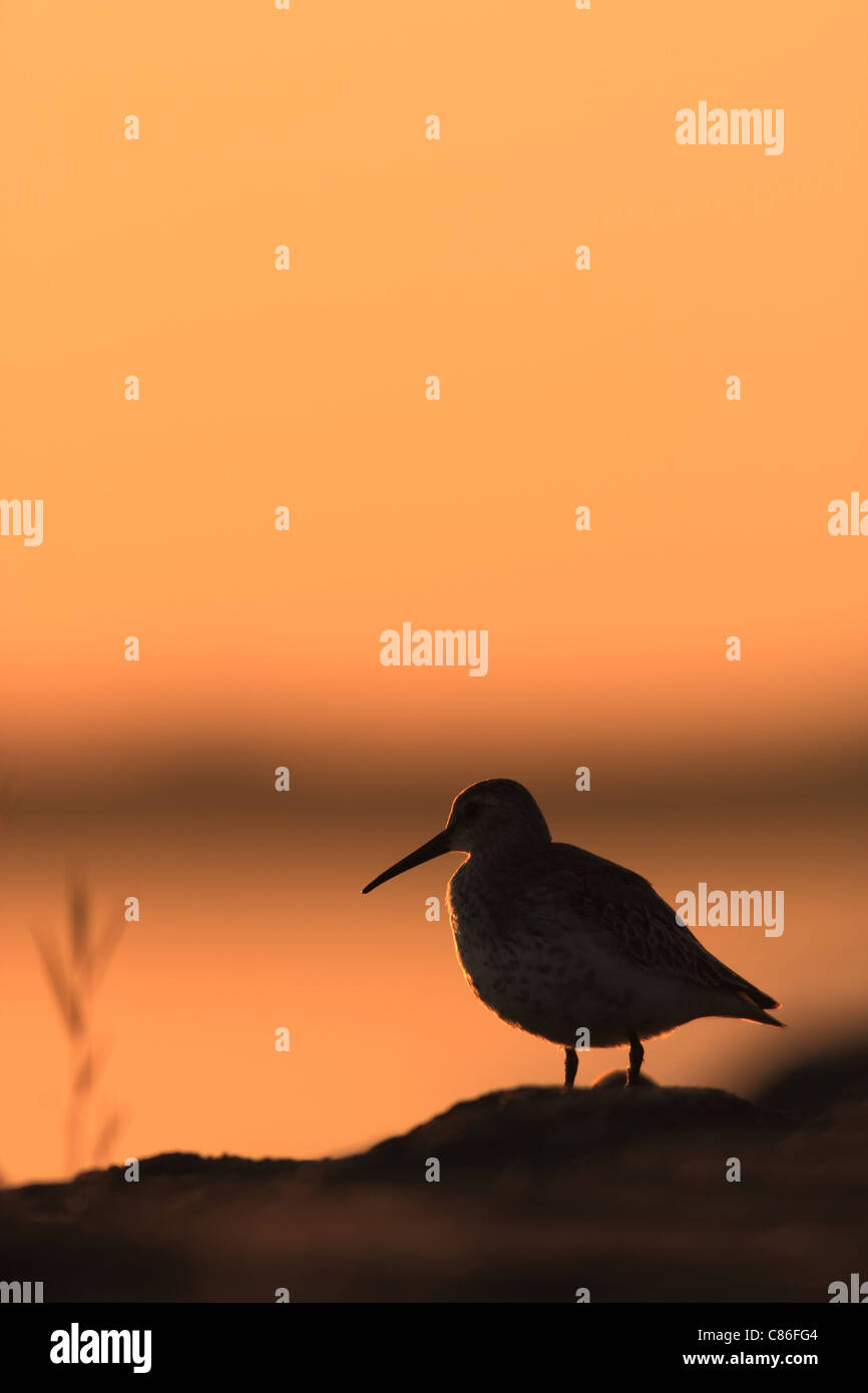 Dunlin in the wild hi-res stock photography and images - Alamy