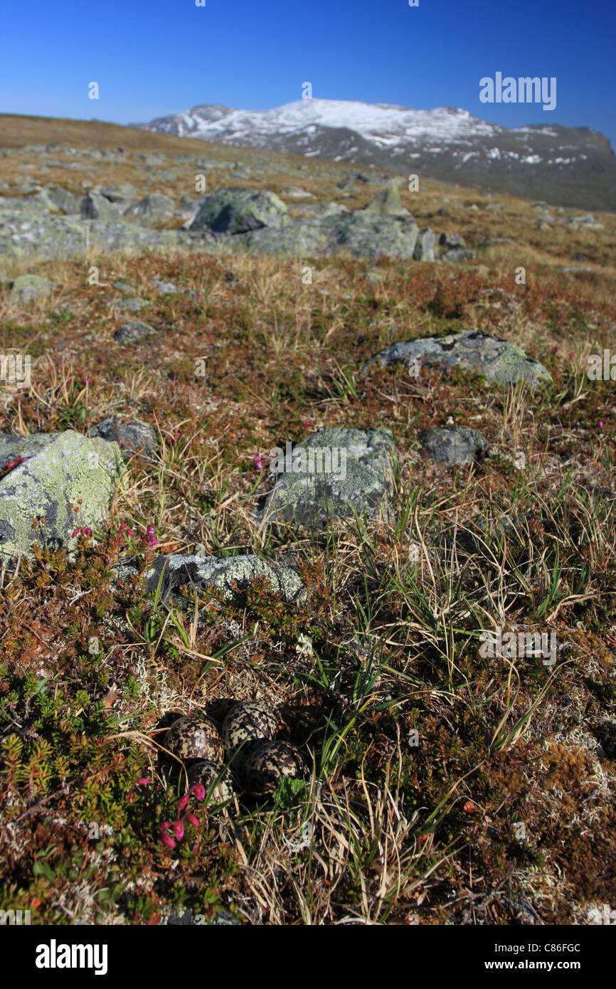 Arctic moss and tundra hi-res stock photography and images - Alamy