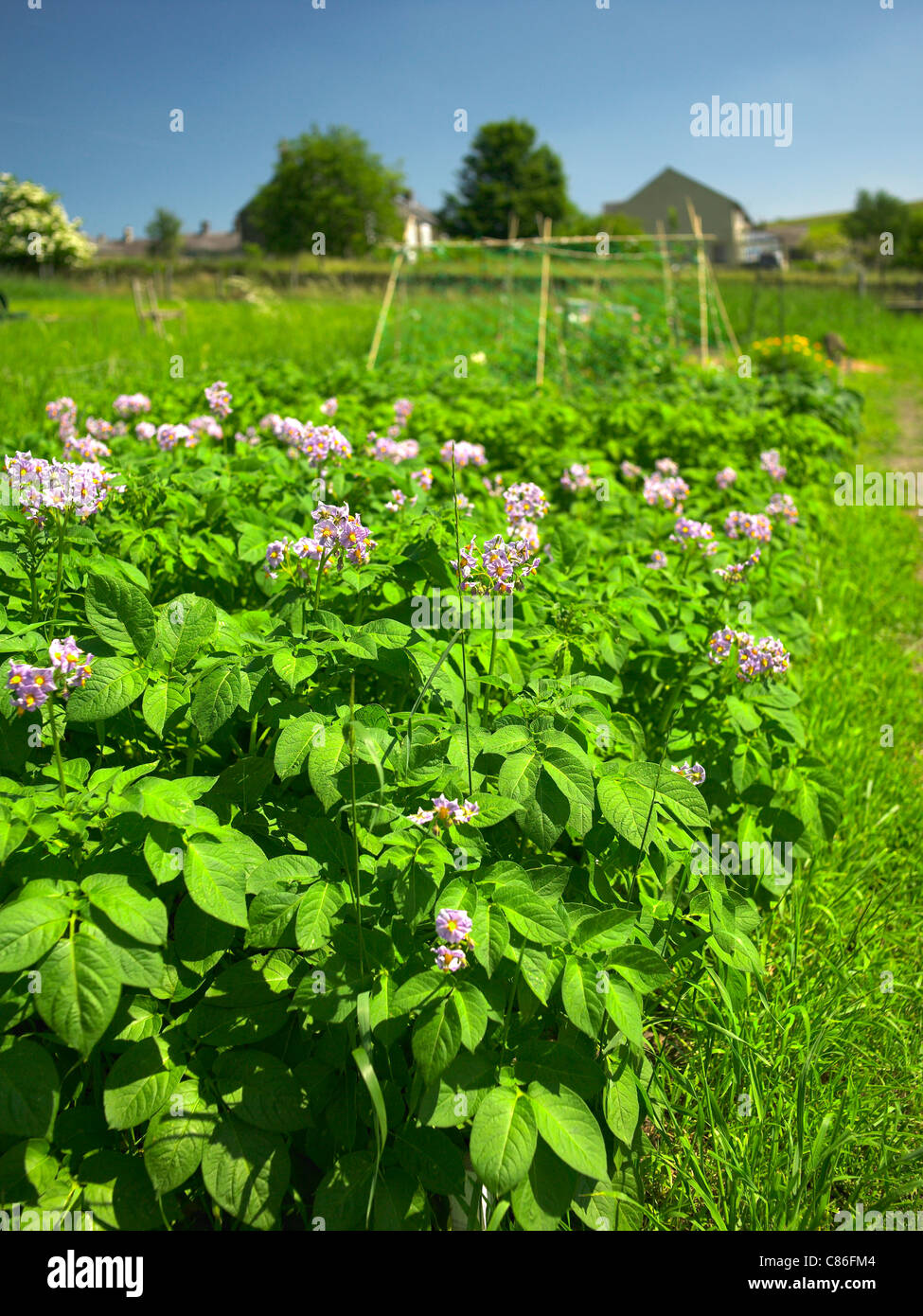 Flowering potato fields hi-res stock photography and images - Alamy