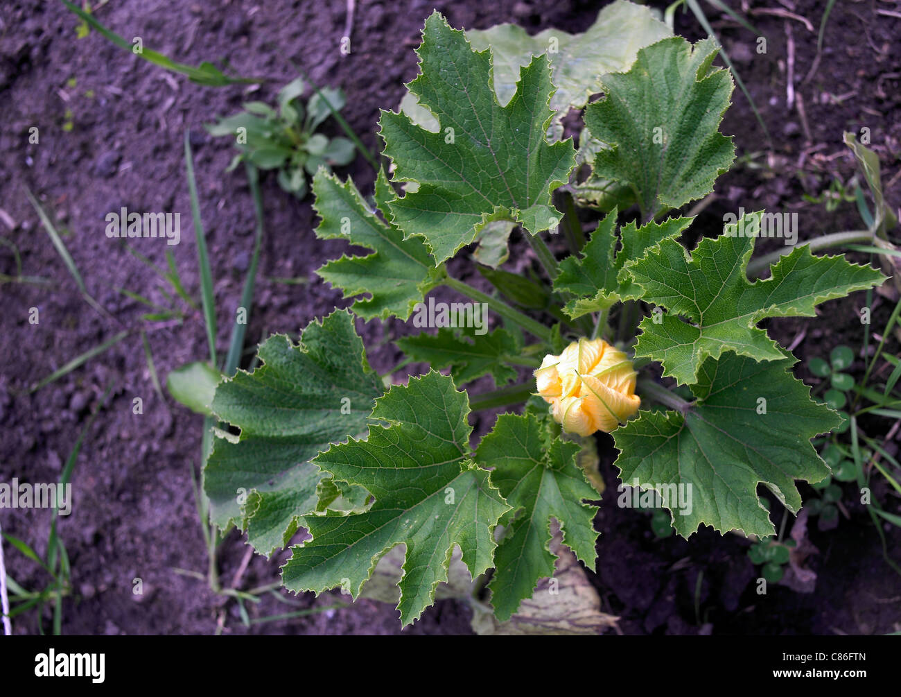 Marrow in flower Stock Photo - Alamy
