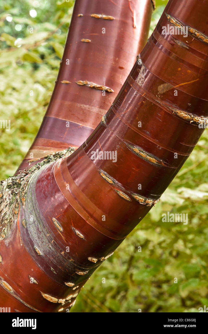 Coloured bark hi-res stock photography and images - Alamy