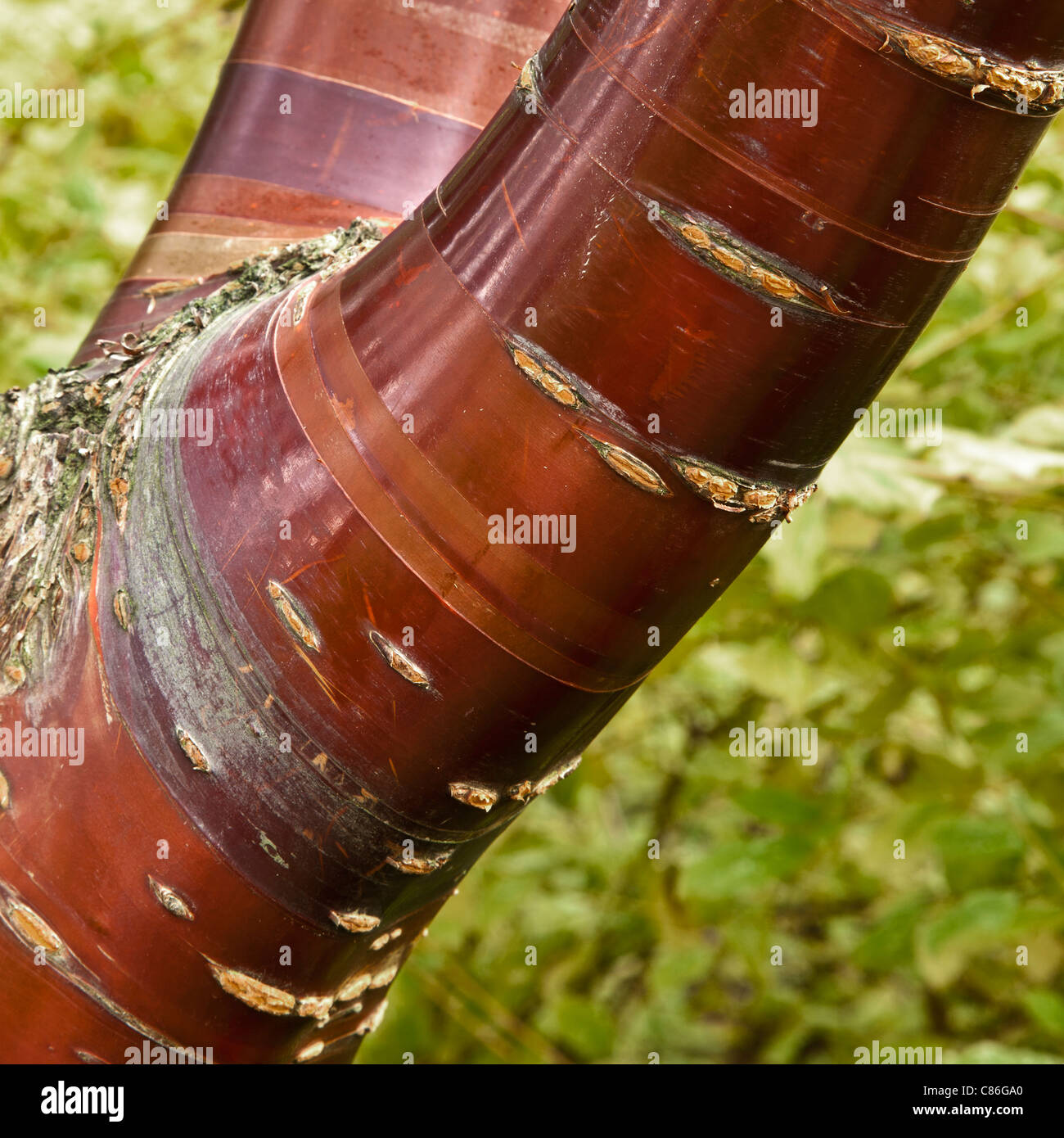 Coloured bark hi-res stock photography and images - Alamy