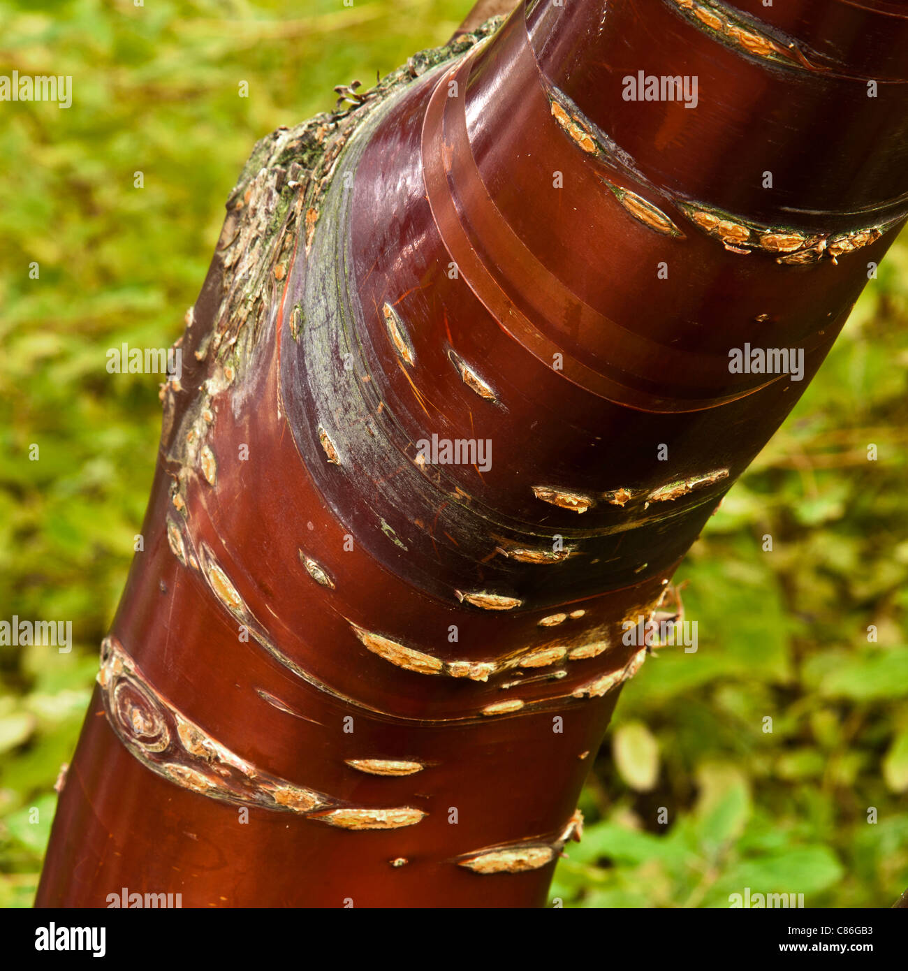 Coloured bark hi-res stock photography and images - Alamy