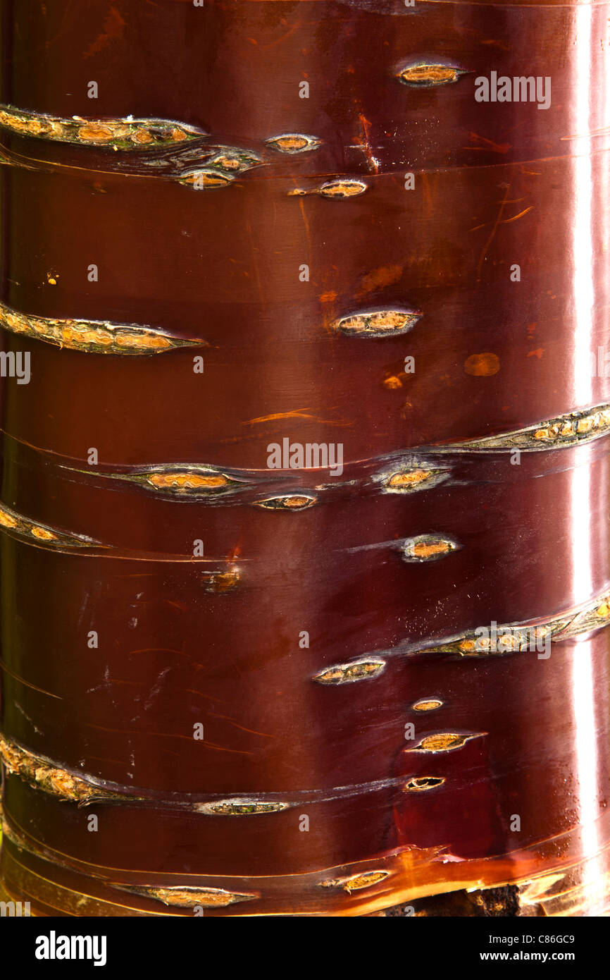 Coloured bark hi-res stock photography and images - Alamy