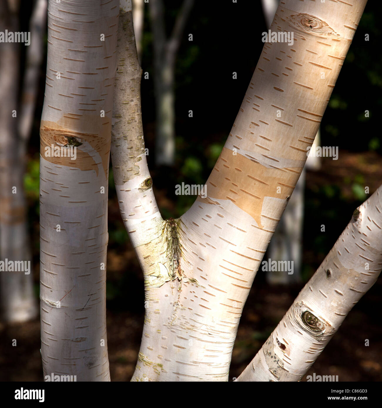 West Himalayan Birch Stock Photo - Alamy