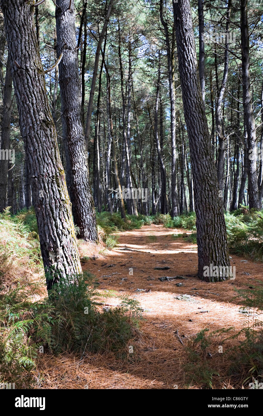 Information About The Patu