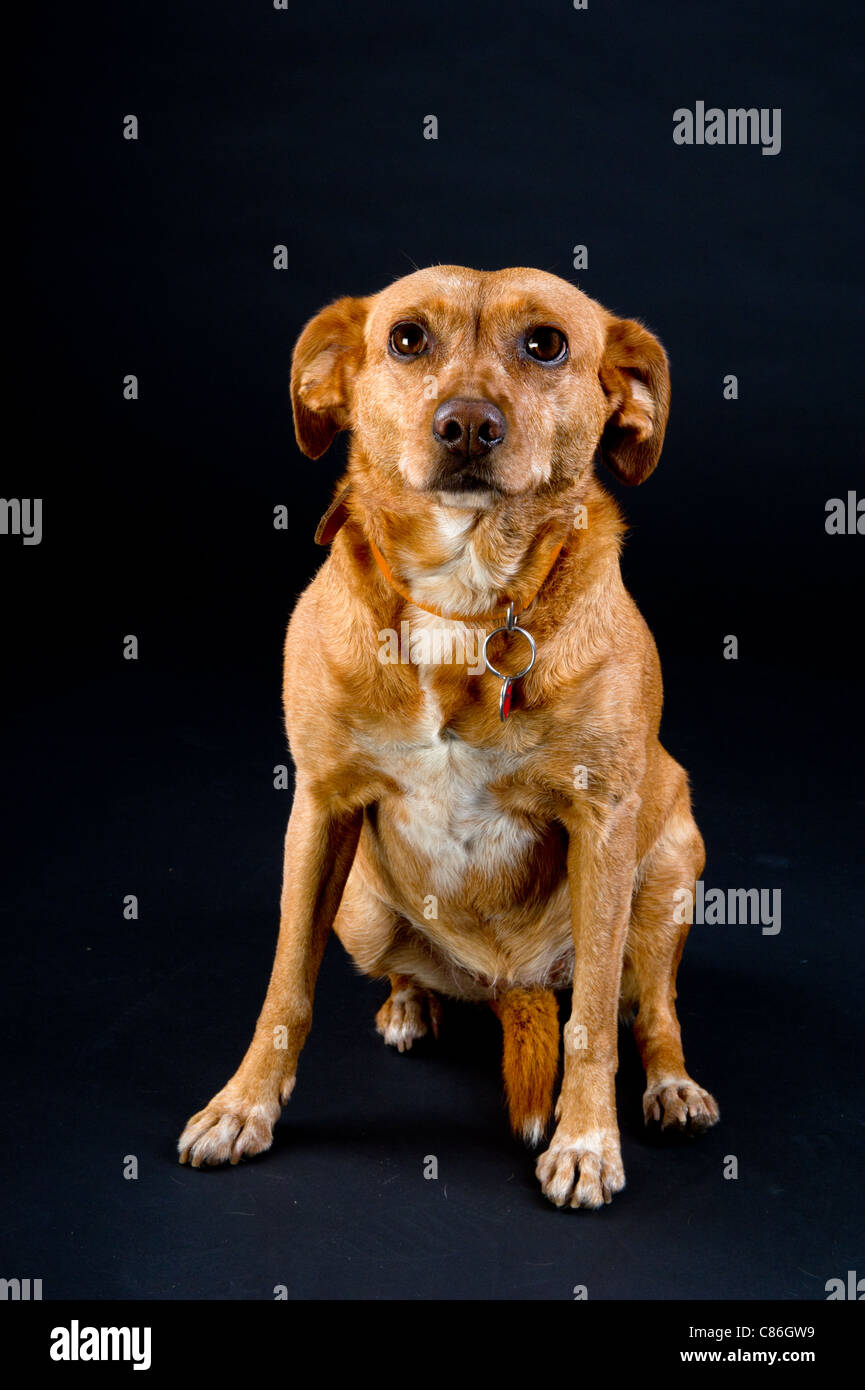 Cute brown cross breed dog on black background Stock Photo - Alamy