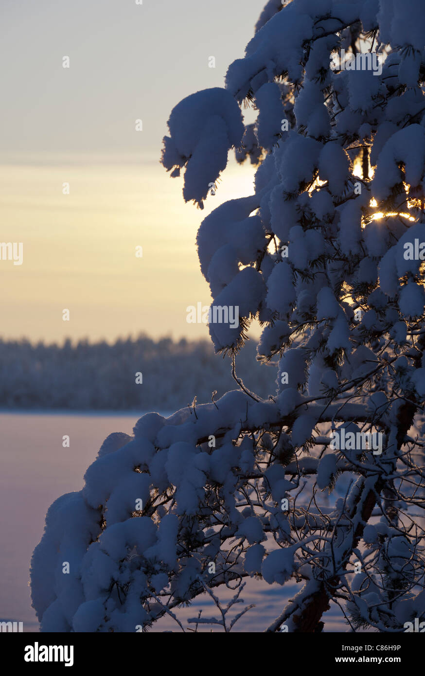 Snow covered pine ( pinus sylvestris ) tree branches at Winter ...