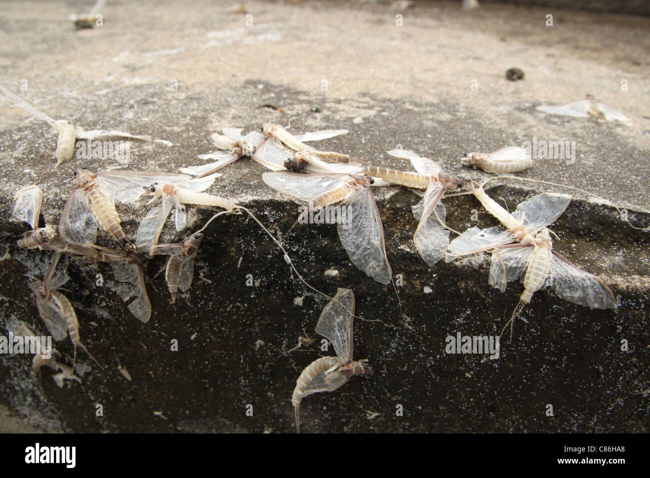 Dead mayfly hi-res stock photography and images - Alamy