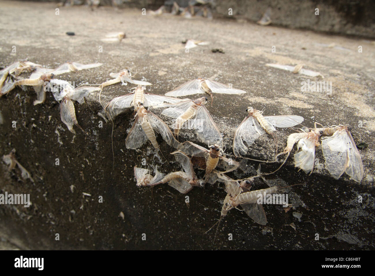 Dead mayfly hi-res stock photography and images - Alamy