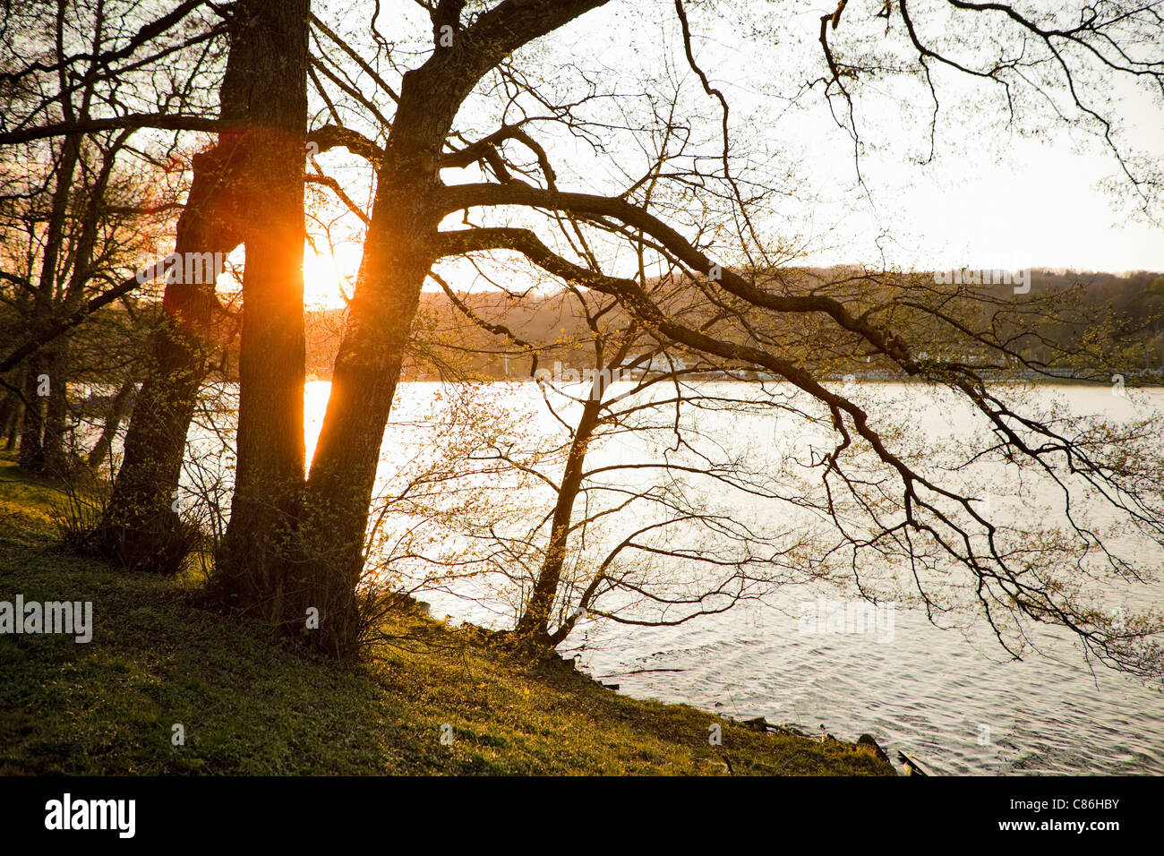 Tree Bough Over Water High Resolution Stock Photography and Images - Alamy
