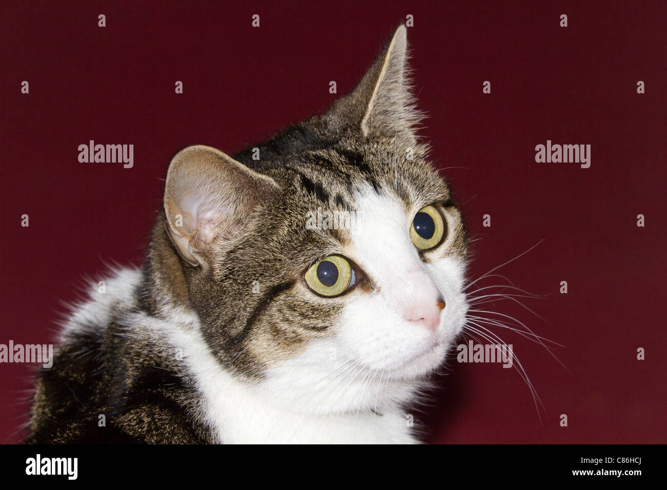 Poor little cat was worried by the attention she was being given Stock ...