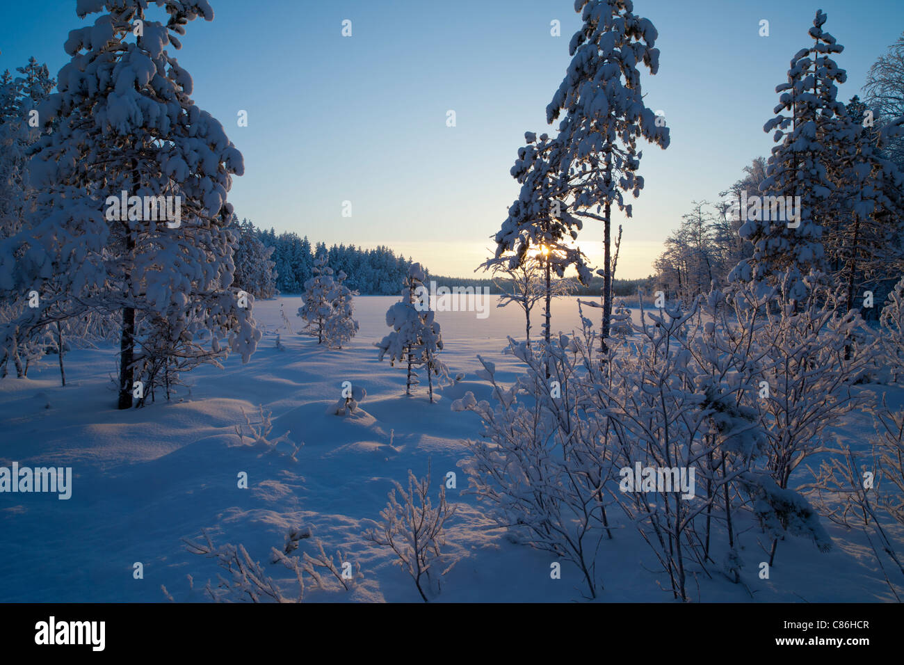 Midwinter scenery of a small forest pond , Finland Stock Photo - Alamy