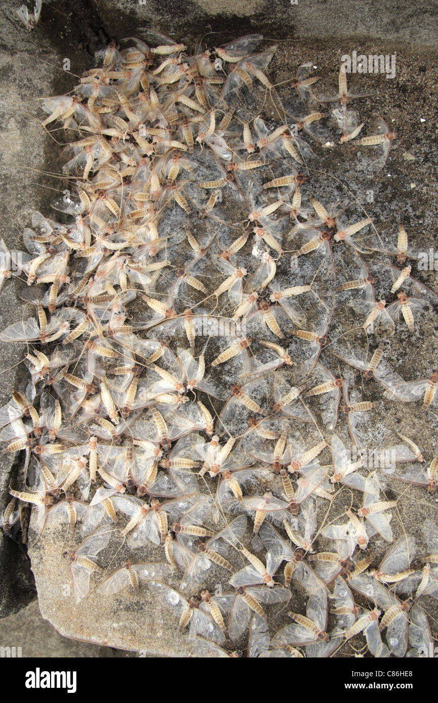 Dead mayfly hi-res stock photography and images - Alamy