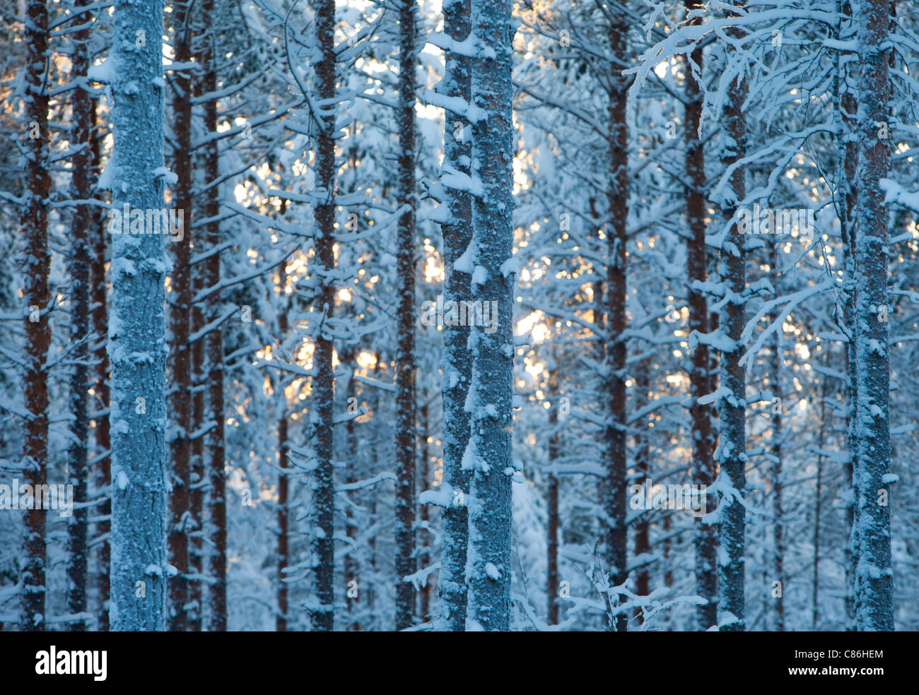 Young pine ( pinus sylvestris ) taiga forest at Winter , Finland Stock ...