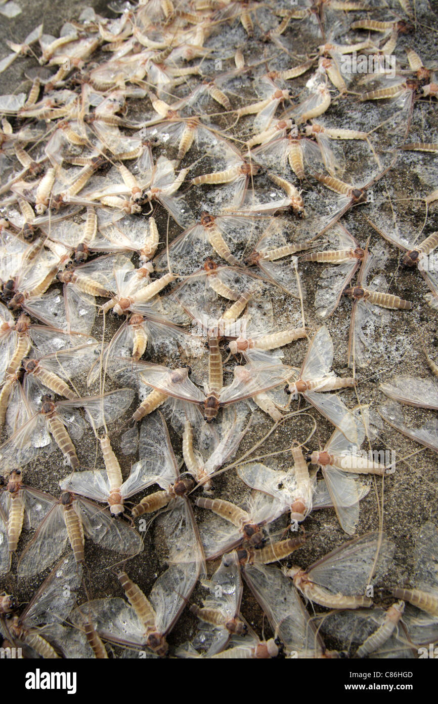 Dead mayfly hi-res stock photography and images - Alamy