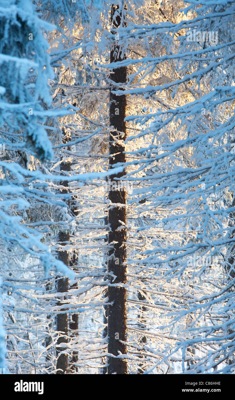 Trunk and snowy branches of a spruce tree at taiga forest ( fir trees ...