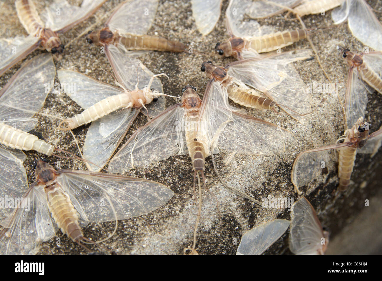 Dead mayfly hi-res stock photography and images - Alamy