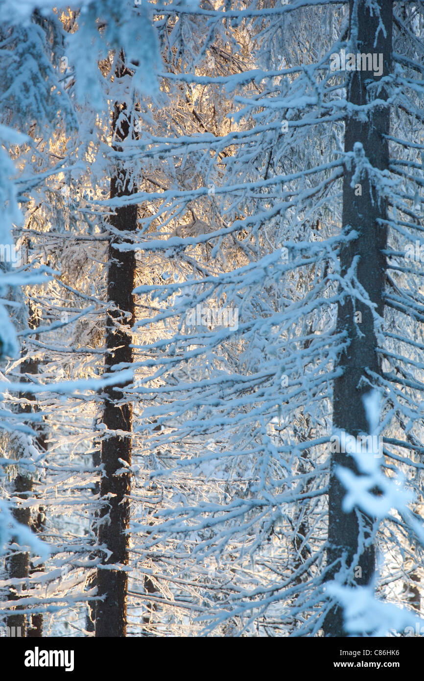 Trunk and snowy branches of a spruce tree at taiga forest ( picea abies ...