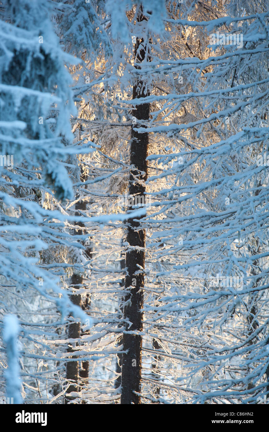 Trunk and snowy branches of a spruce tree at taiga forest ( picea abies ) , Finland Stock Photo ...