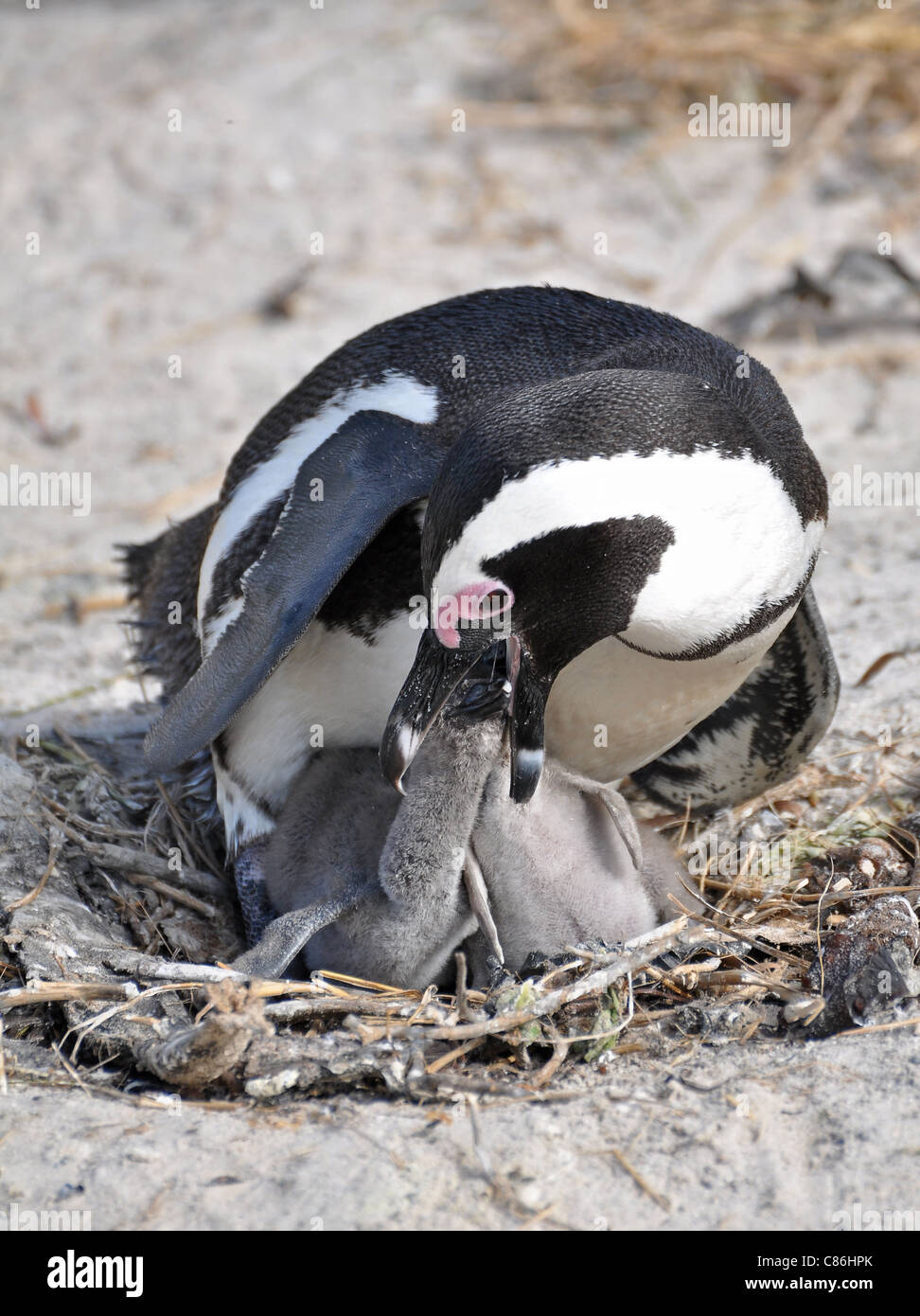 Penguin parenting hi-res stock photography and images - Alamy