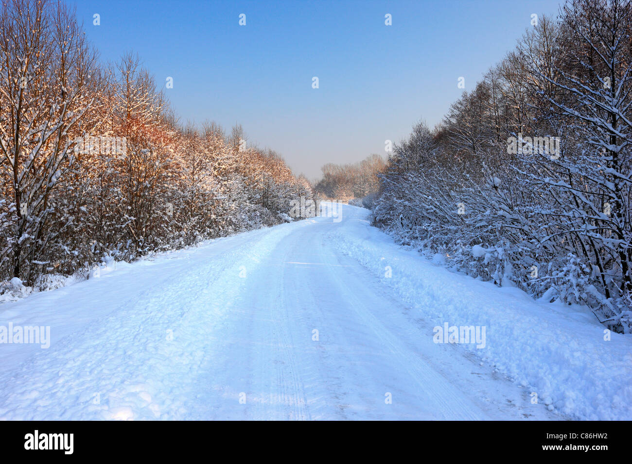 Tree trees winter traffic hi-res stock photography and images - Alamy