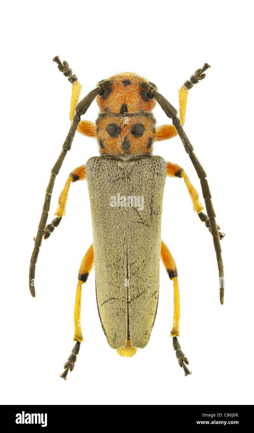 Musaria argus isolated on a white background Stock Photo - Alamy