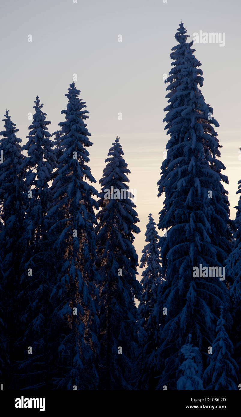 Silhouettes of spruce ( picea abies ) trees in the taiga forest at ...