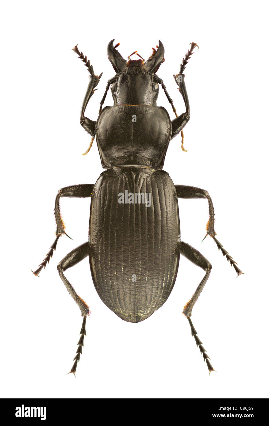 Taphoxenus gigas isolated on a white background Stock Photo - Alamy