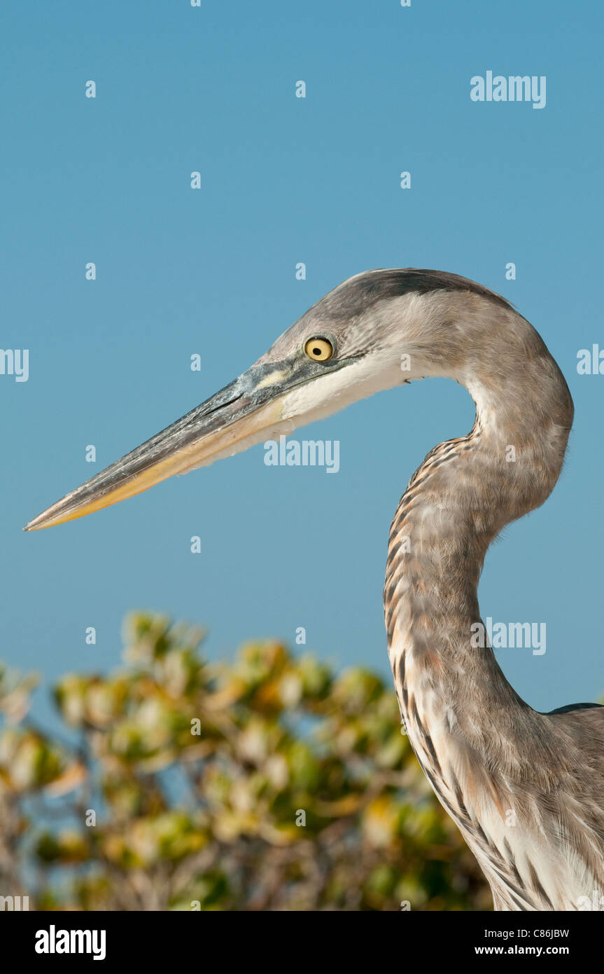 Heron side view blue heron hi-res stock photography and images - Alamy