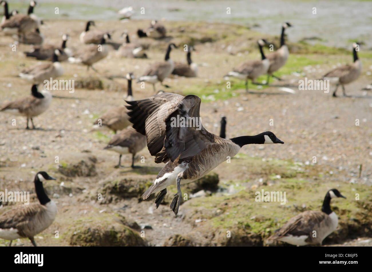 A Canadian goose flying Stock Photo - Alamy