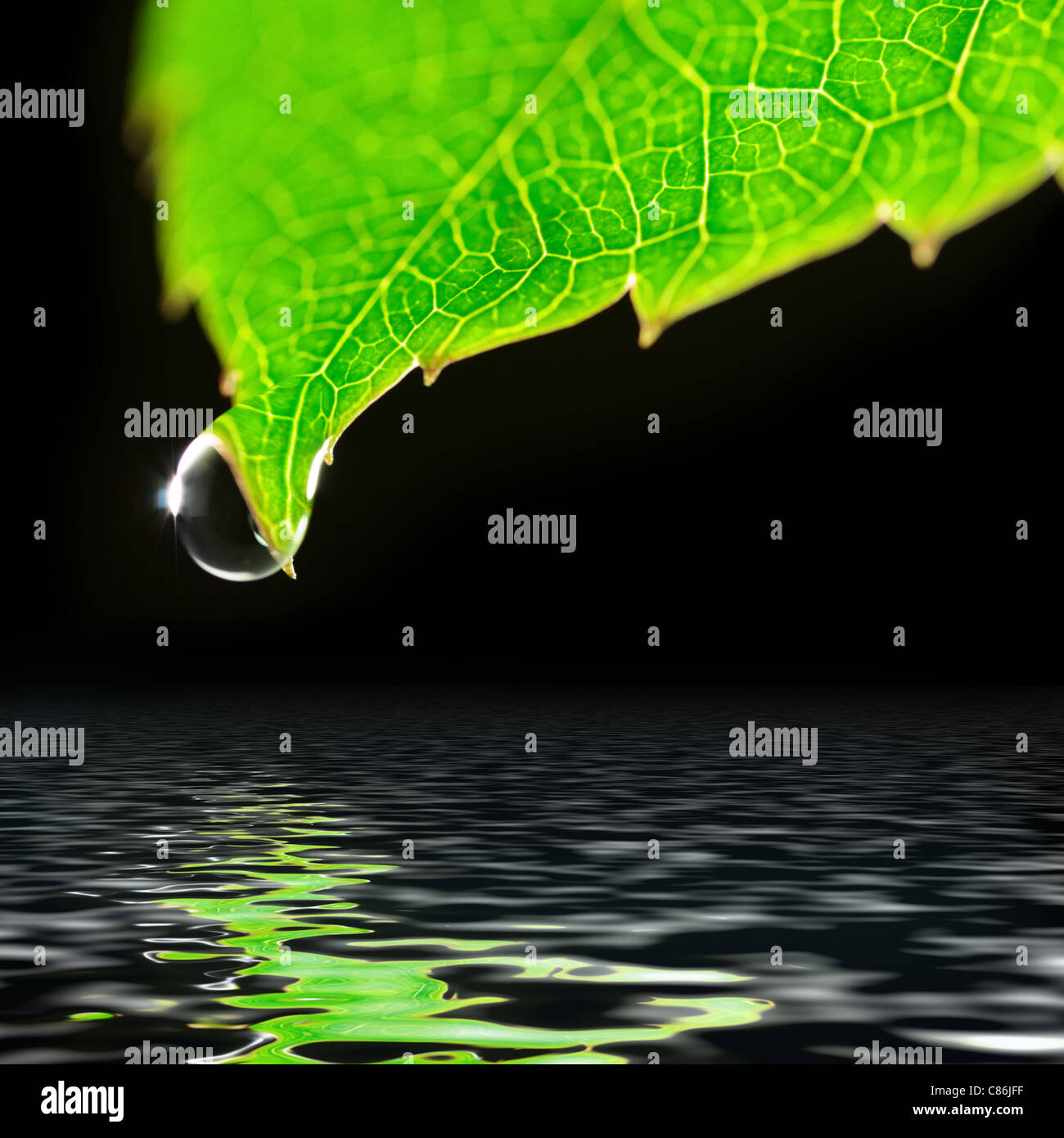 Water leaf cutout hi-res stock photography and images - Alamy
