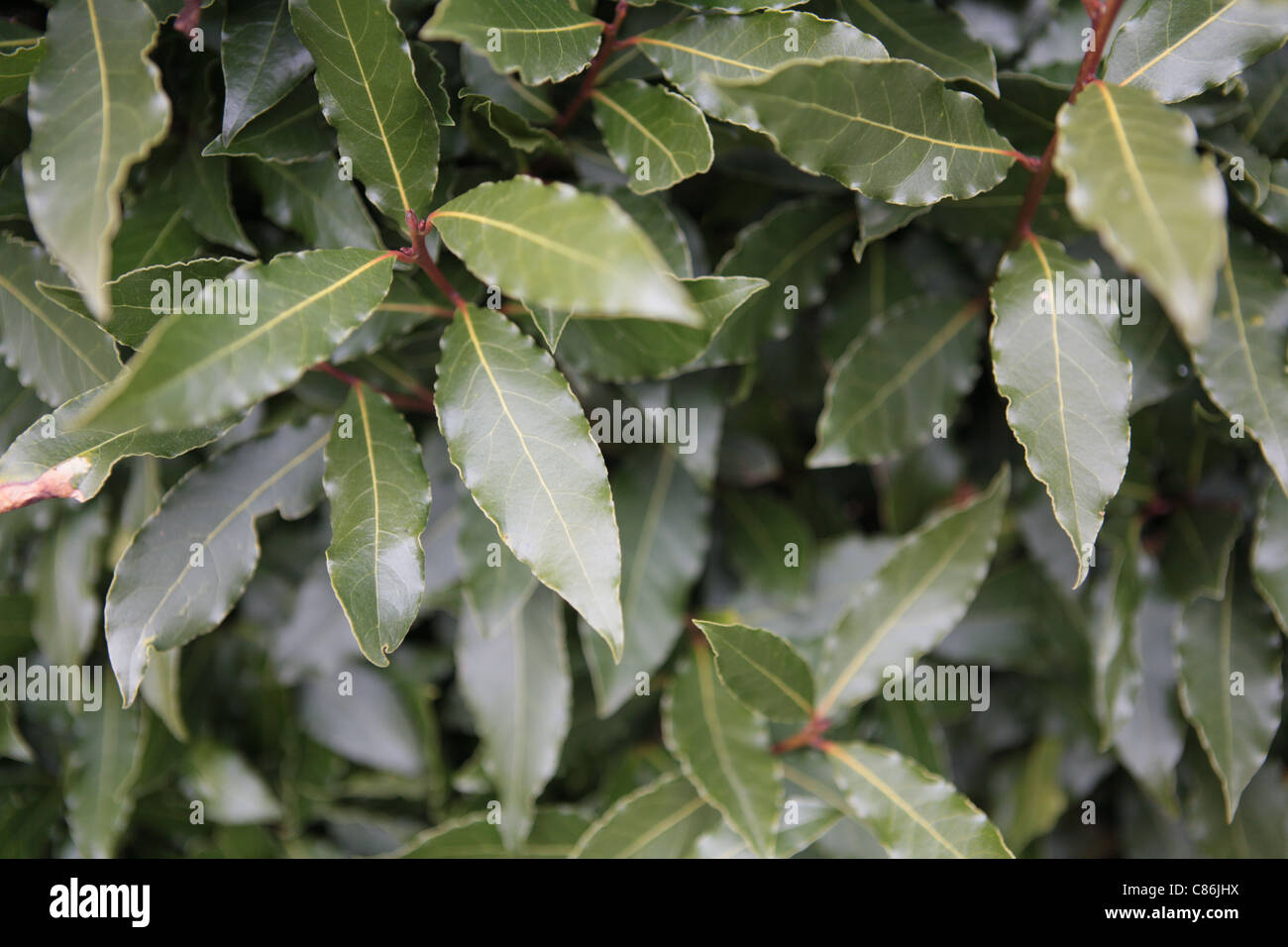 Laurel flower hi-res stock photography and images - Alamy