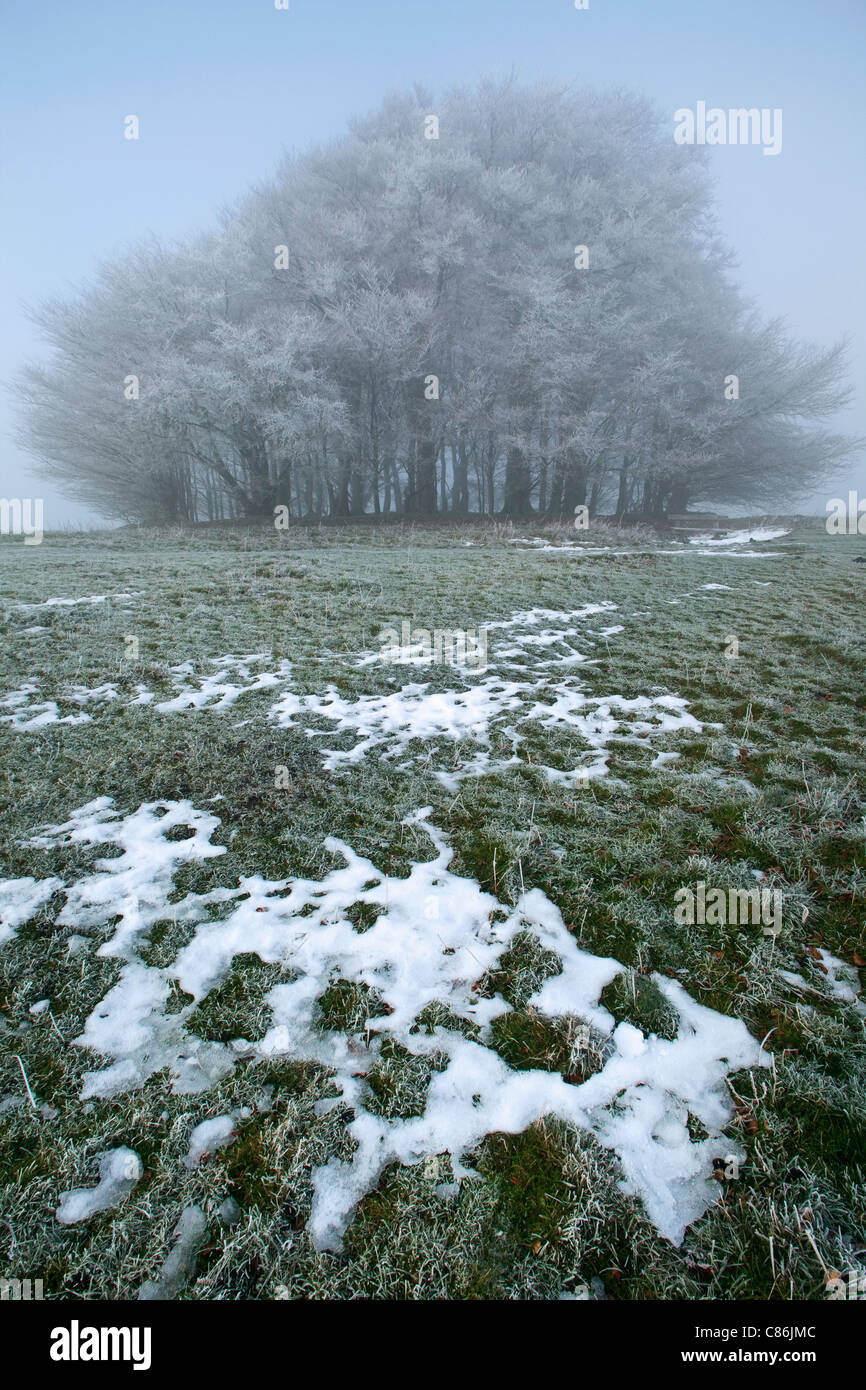 The clump of beech trees on Win Green Hill in Wiltshire covered in hoar ...