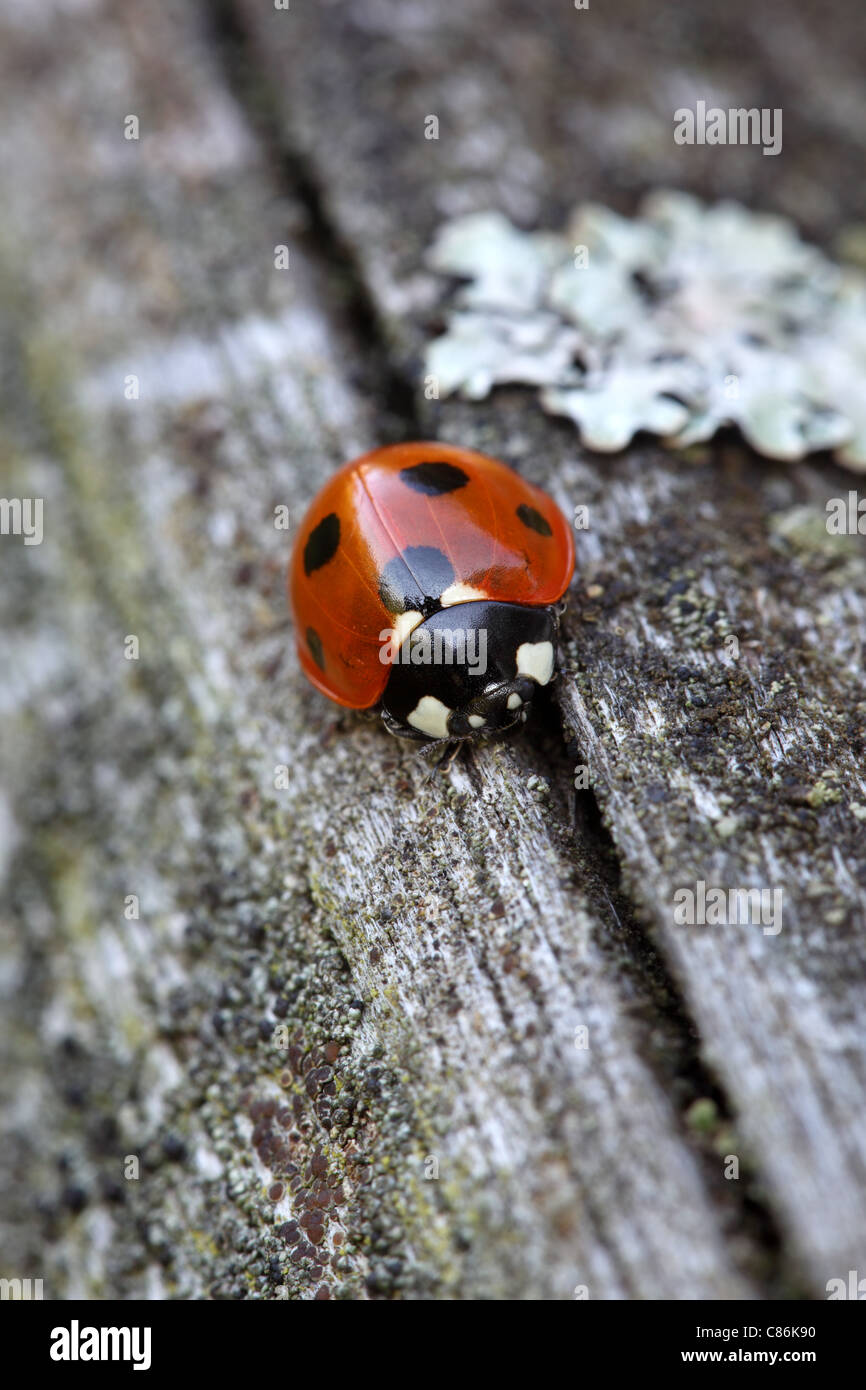 Closeup View of a Seven Spot Ladybird Coccinella 7-punctata Stock Photo ...