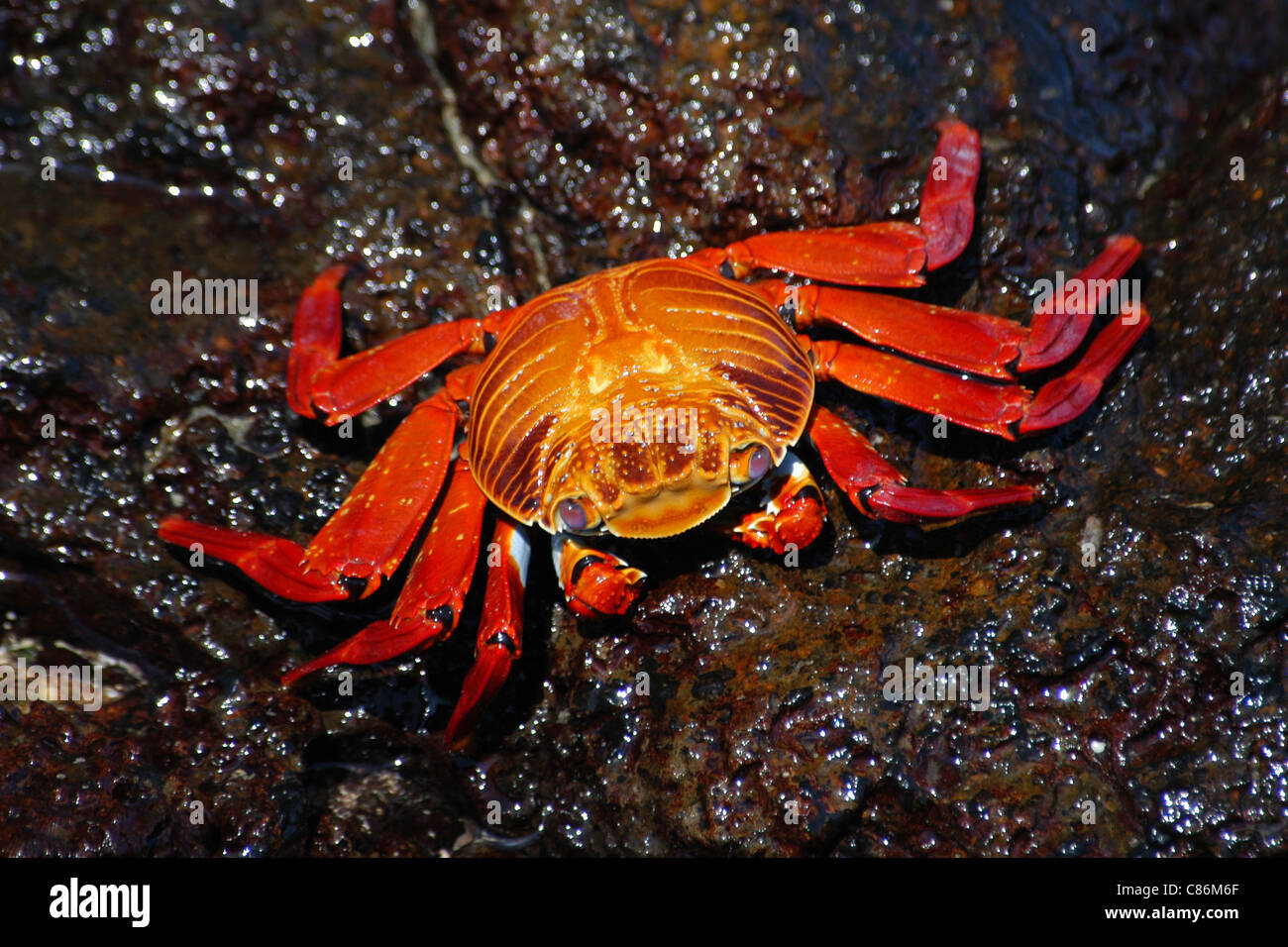 Sally light-foot crab (Grapsus grapsus) at the port of Puerto Ayora on ...
