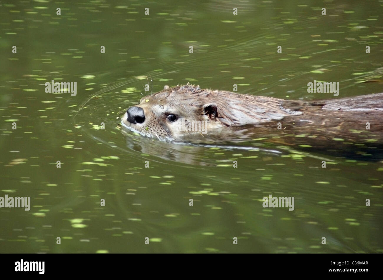 portrait showing a Otter while swimming in greenish water Stock Photo ...