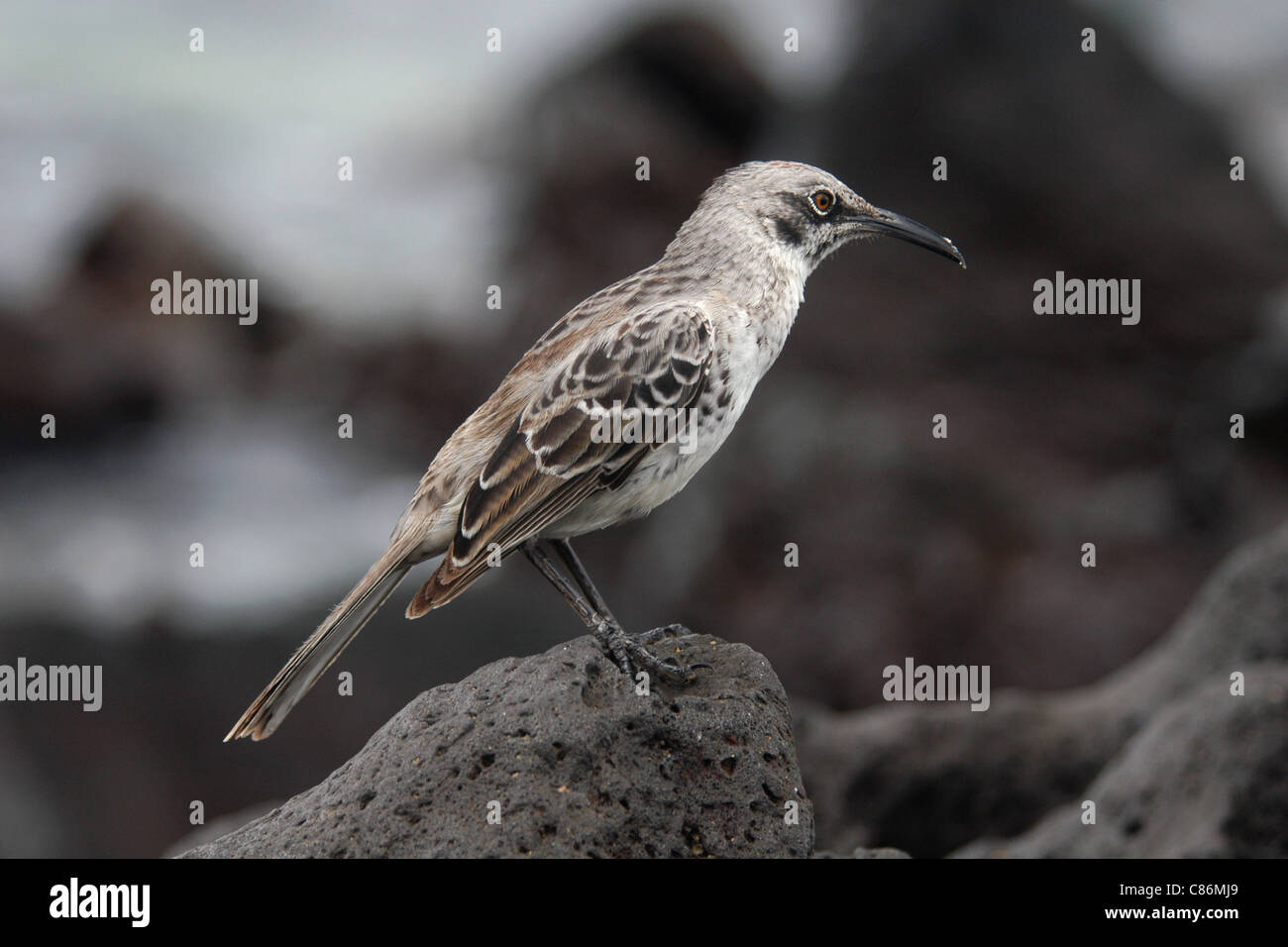 Hood Mockingbird (Mimus macdonaldi) at the Bahia Gardner Beach on ...